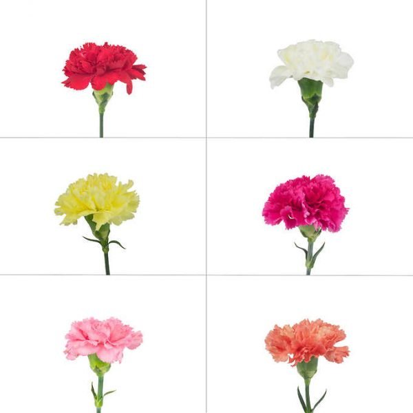 carnation facts - Eagle-Link Flowers