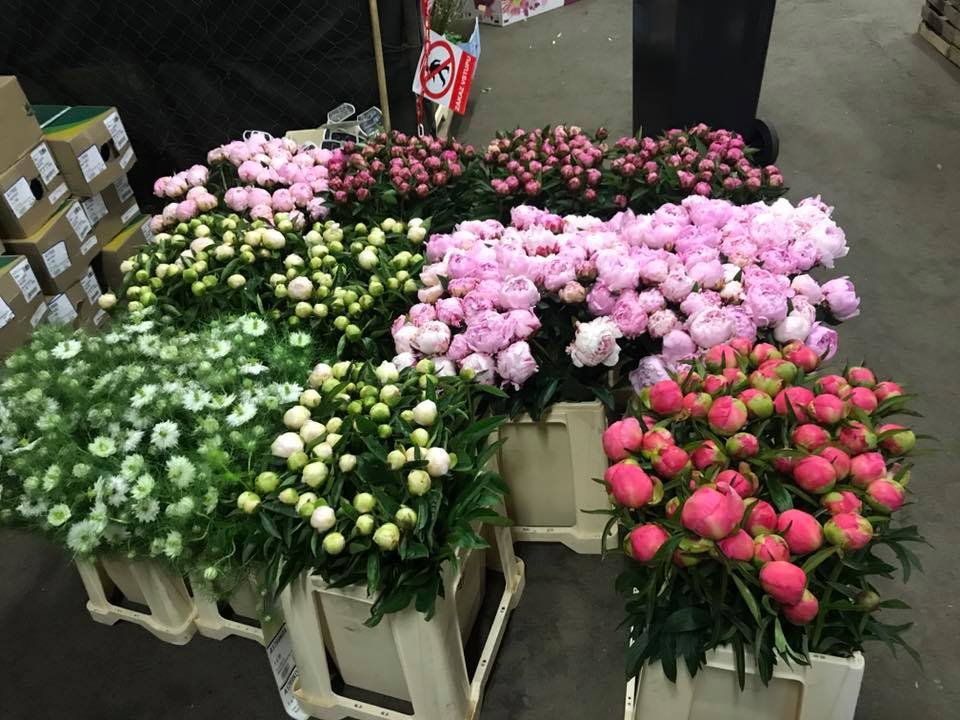 fresh cut flowers production - Eagle-Link Flowers