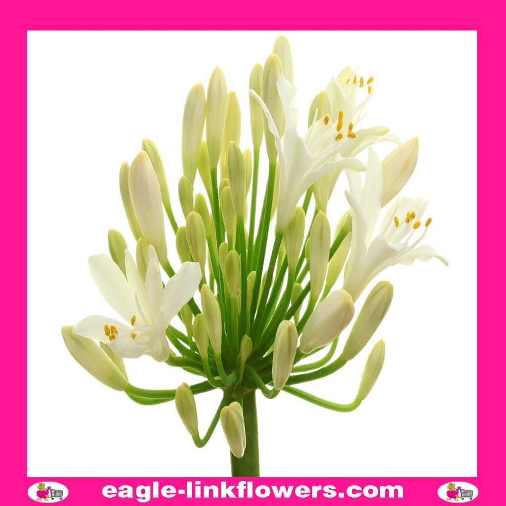 Fresh Cut Flowers - Eagle-Link Flowers
