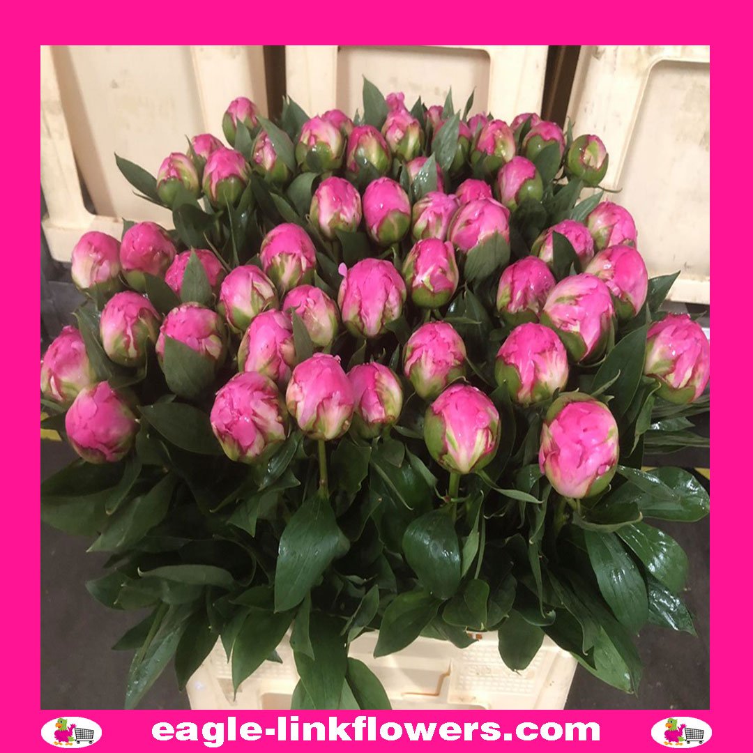 Alexander Fleming – Peonies - Eagle-Link Flowers