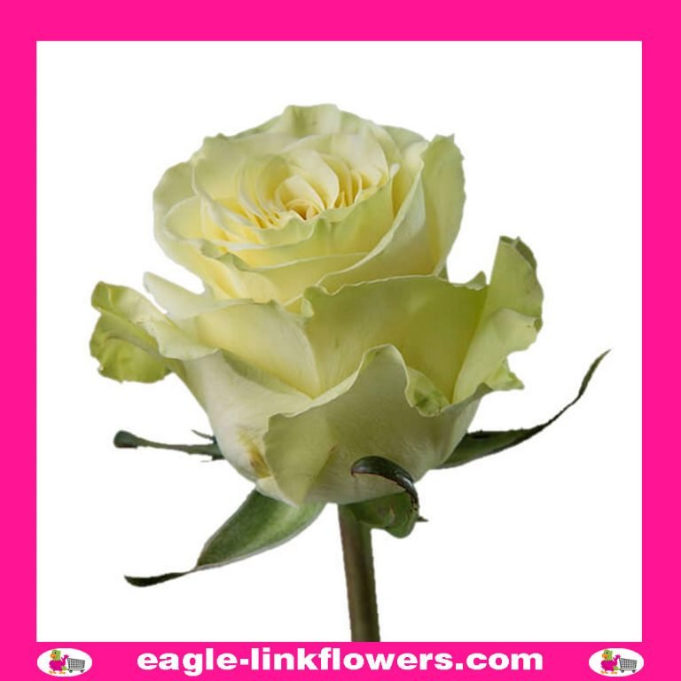 Cultivation of Cut Flower (Roses): A Complete Guide - Eagle-Link Flowers