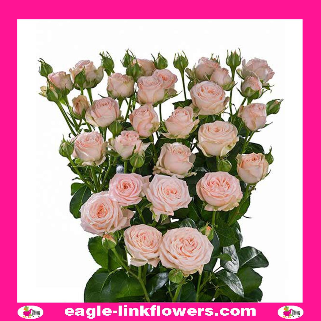 Bombastic - Premium Spray Roses - Eagle-Link Flowers