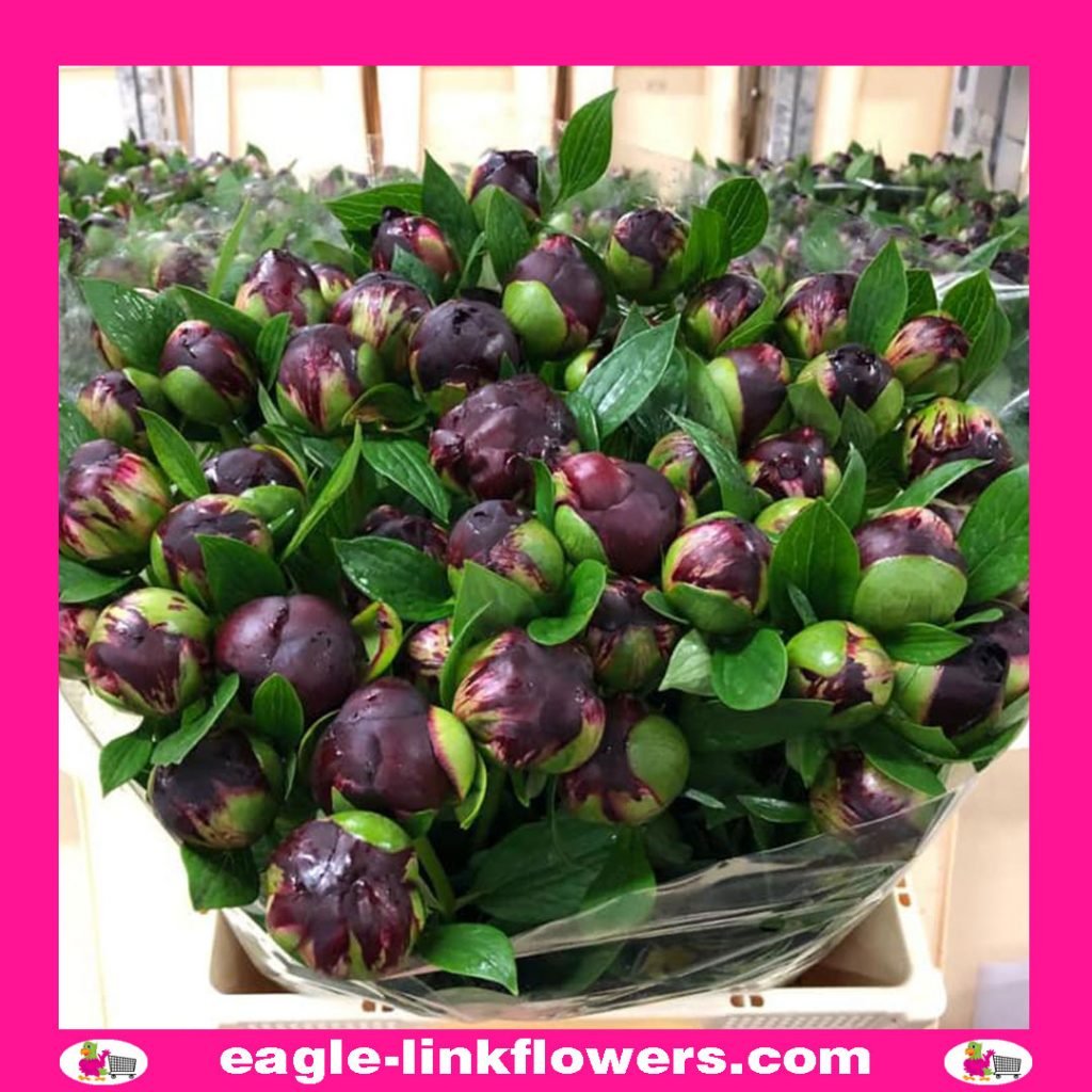 Fresh Cut Flowers - Eagle-Link Flowers