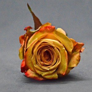 Capuccino - Variety Cappuccino - Premium Roses - Eagle-Link Flowers