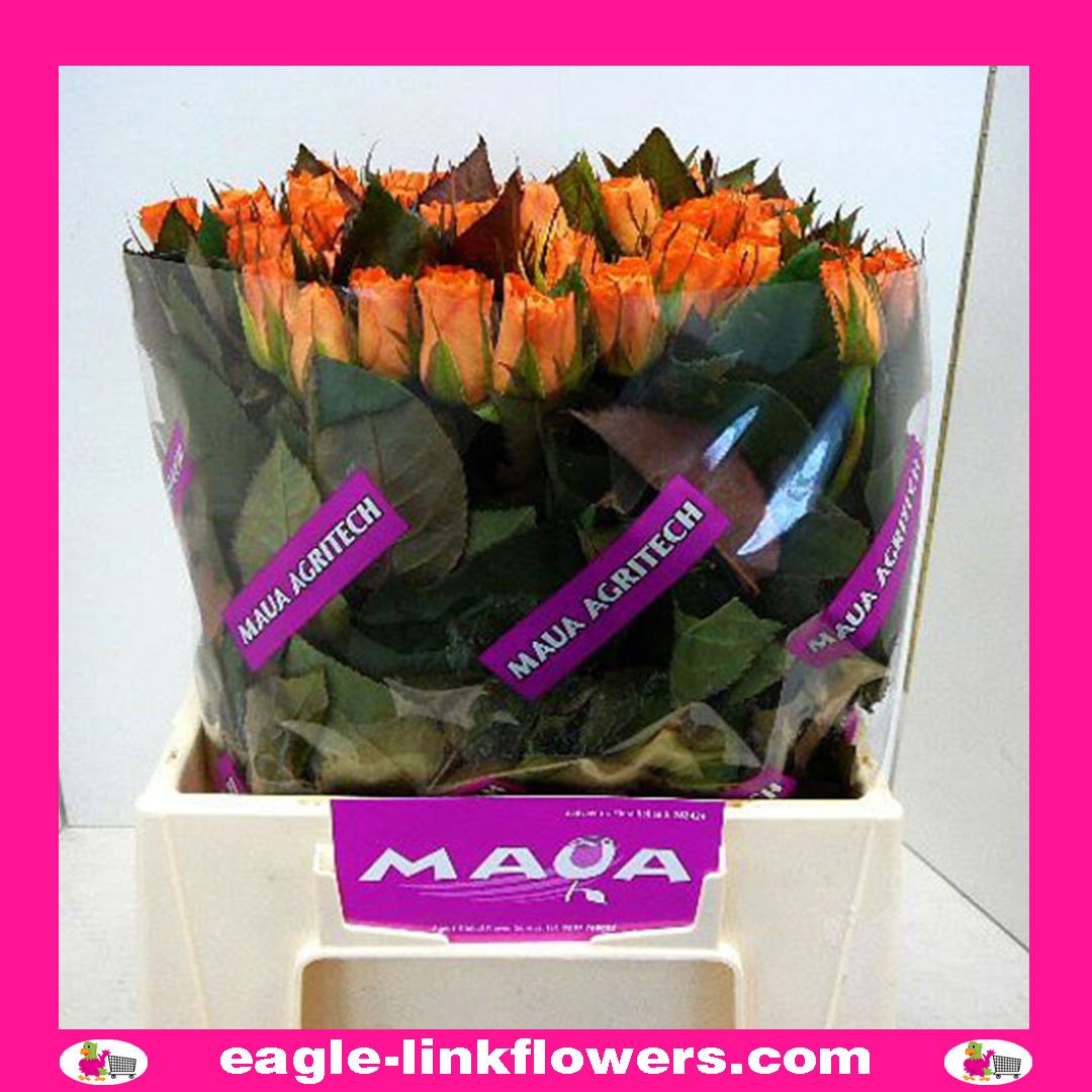 Chelsea - Supermarket Range Roses - Intermediate Roses - Eagle-Link Flowers