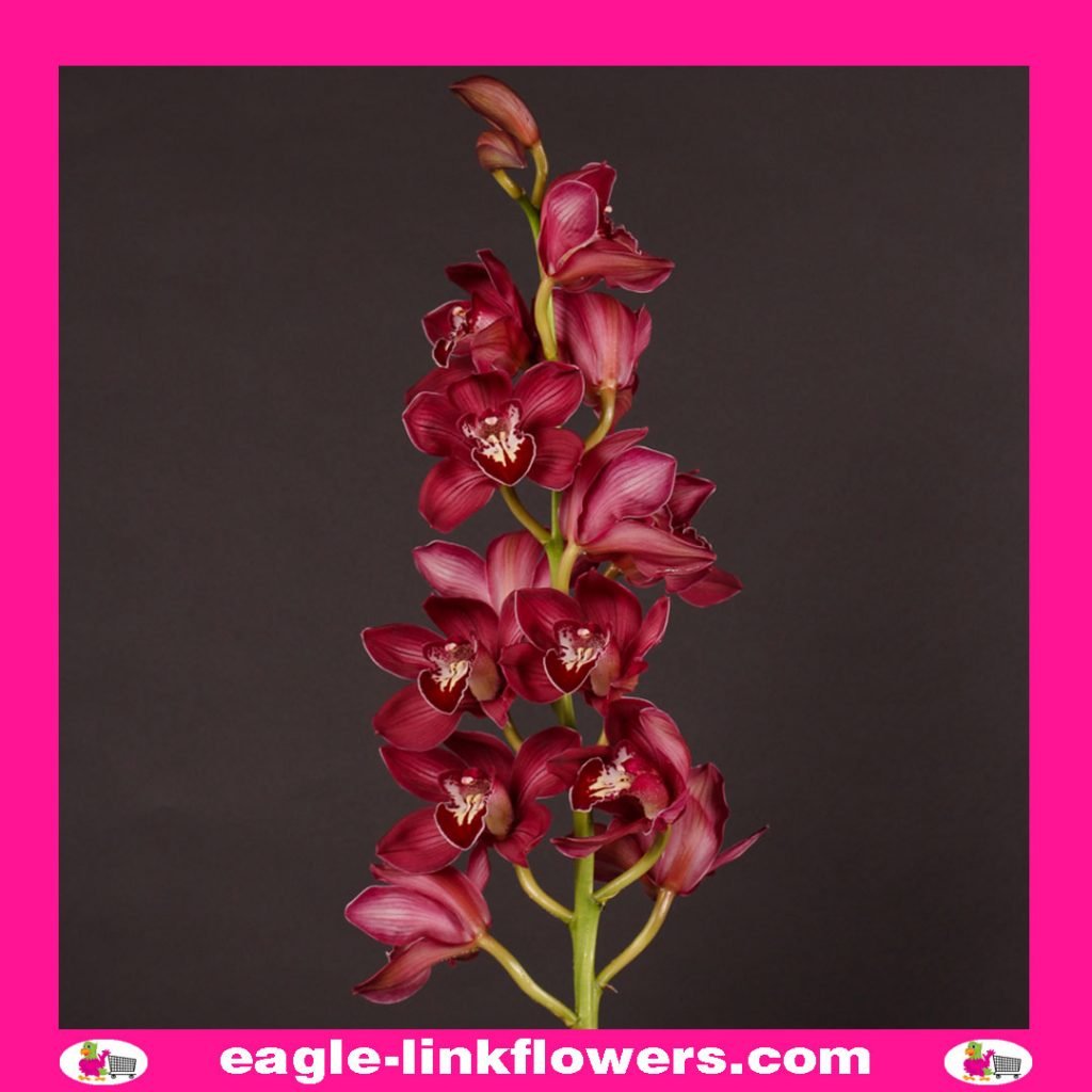 Fresh Cut Flowers - Eagle-Link Flowers