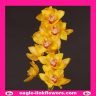 cymbidium yellow - Cymbidium orchids - Eagle-Link Flowers
