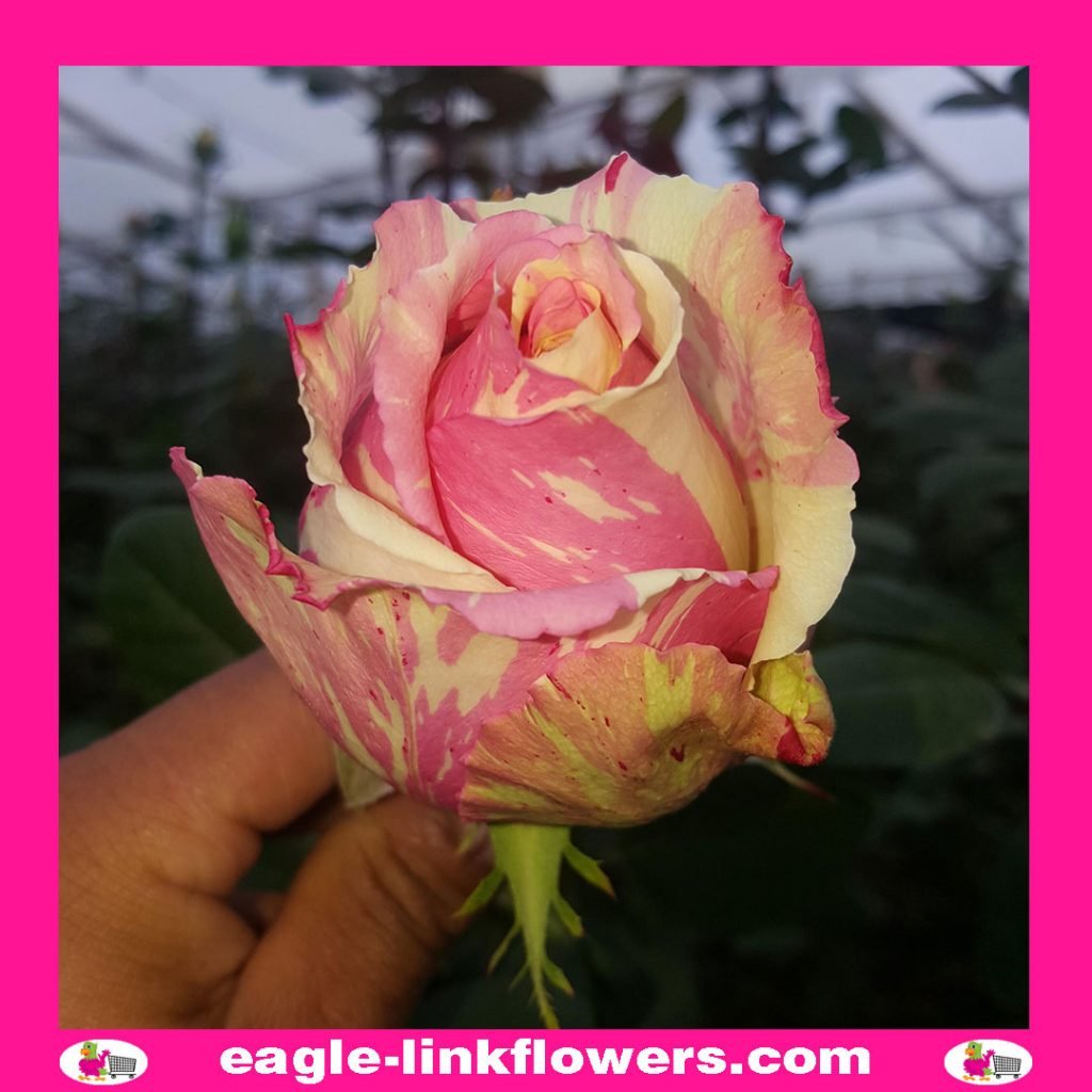 Fiesta - Premium Roses - Eagle-Link Flowers