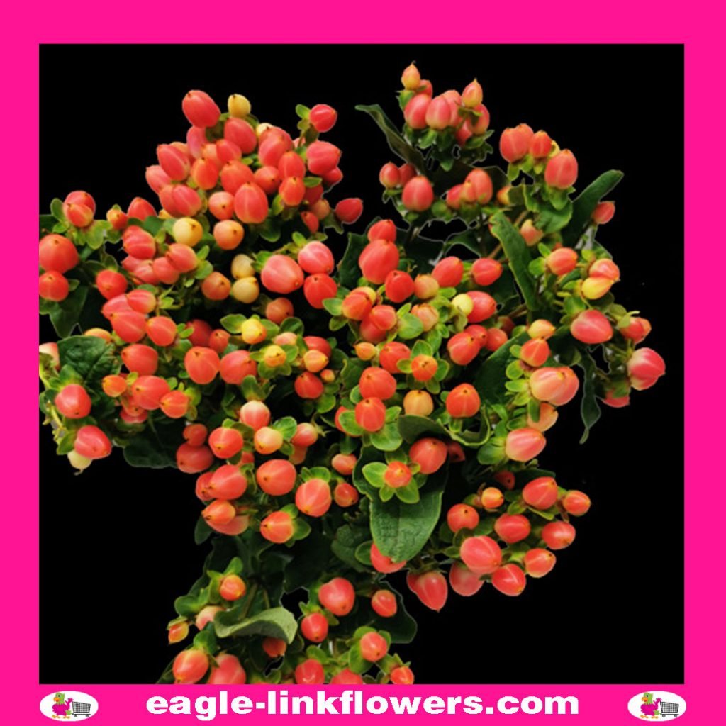 Hypericum - Eagle-Link Flowers