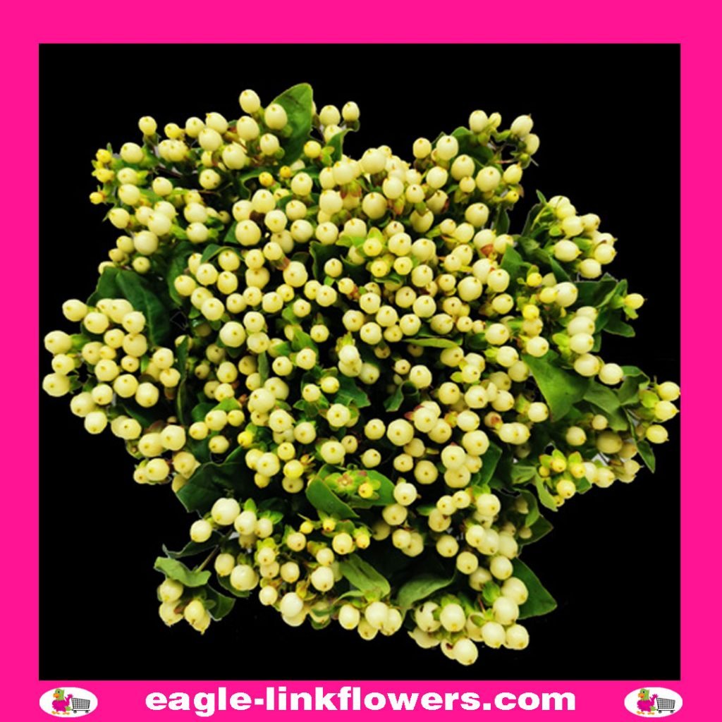 Fresh Cut Flowers - Eagle-Link Flowers