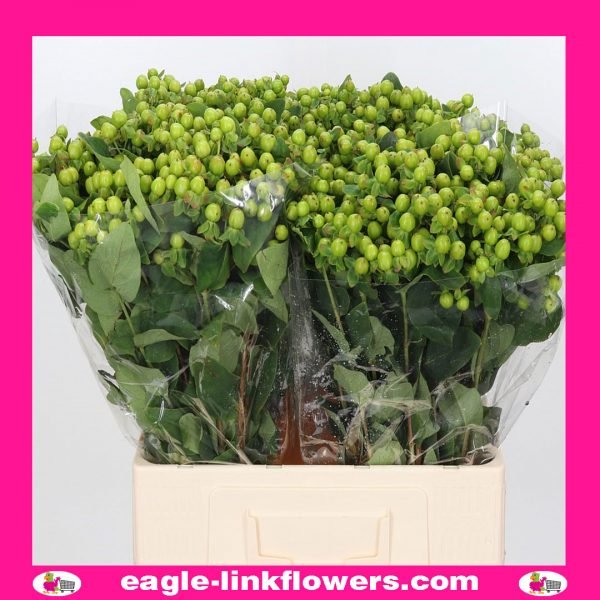 Hypericum - Eagle-Link Flowers