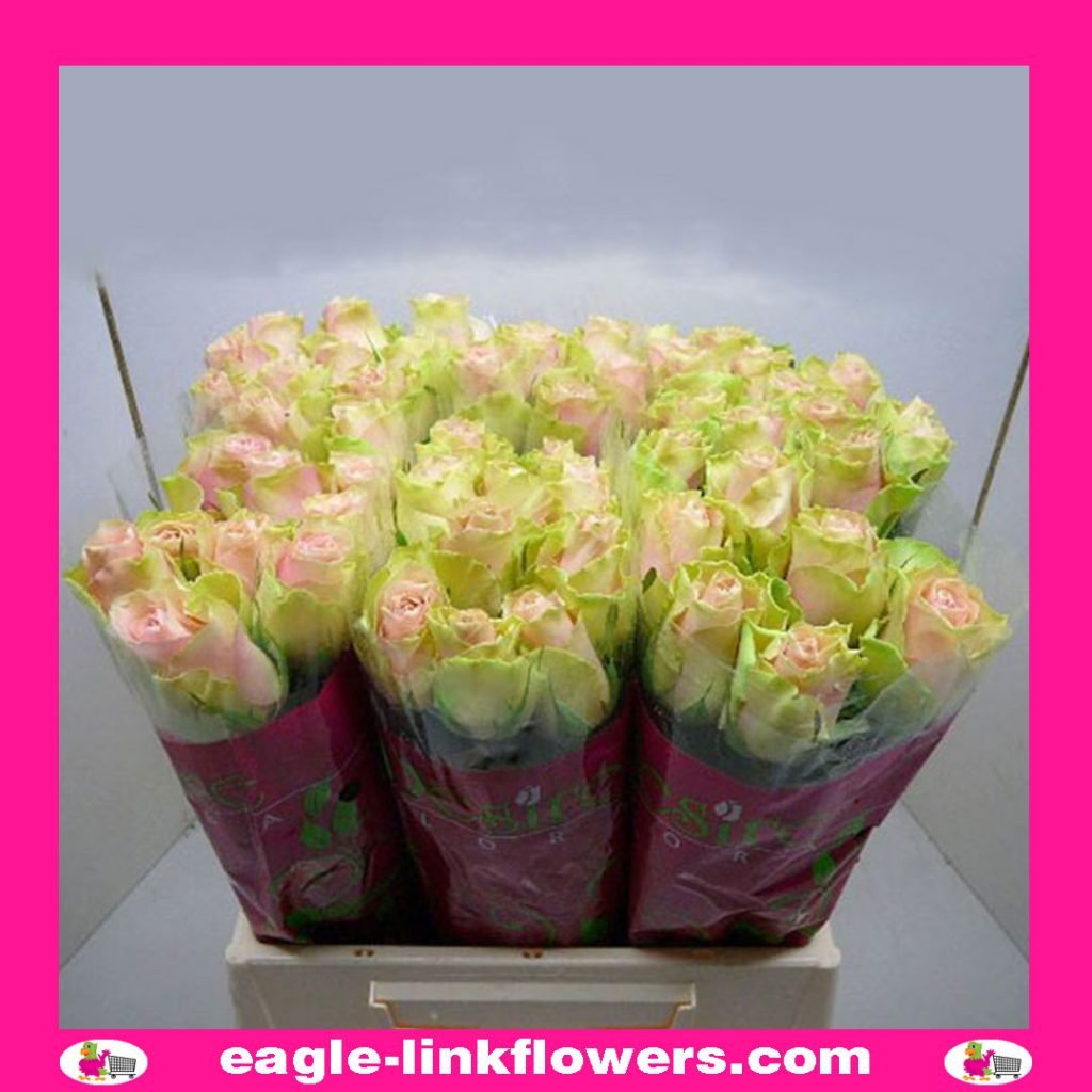 La Belle - Supermarket Range Roses - Intermediate Roses - Eagle-Link ...