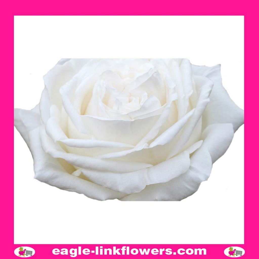 Garden Roses - Eagle-Link Flowers