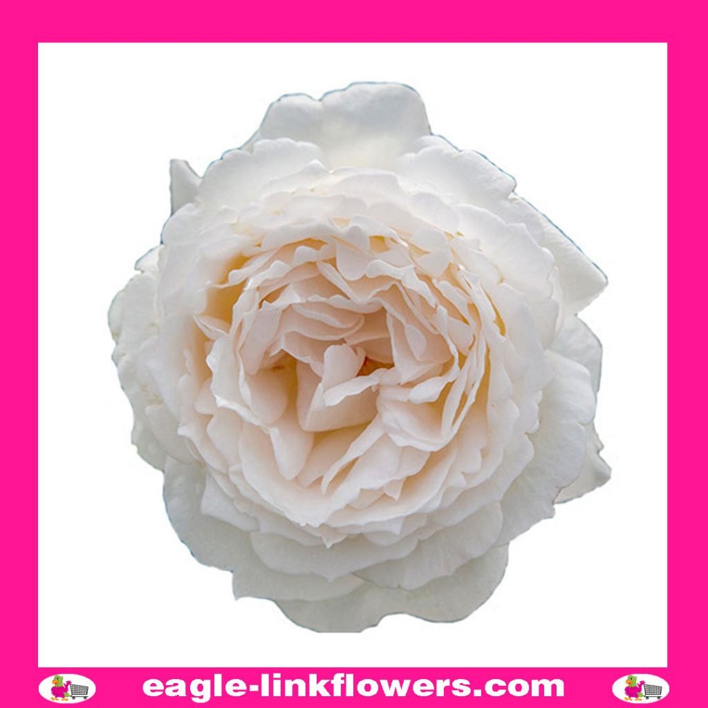 Garden Roses - Eagle-Link Flowers
