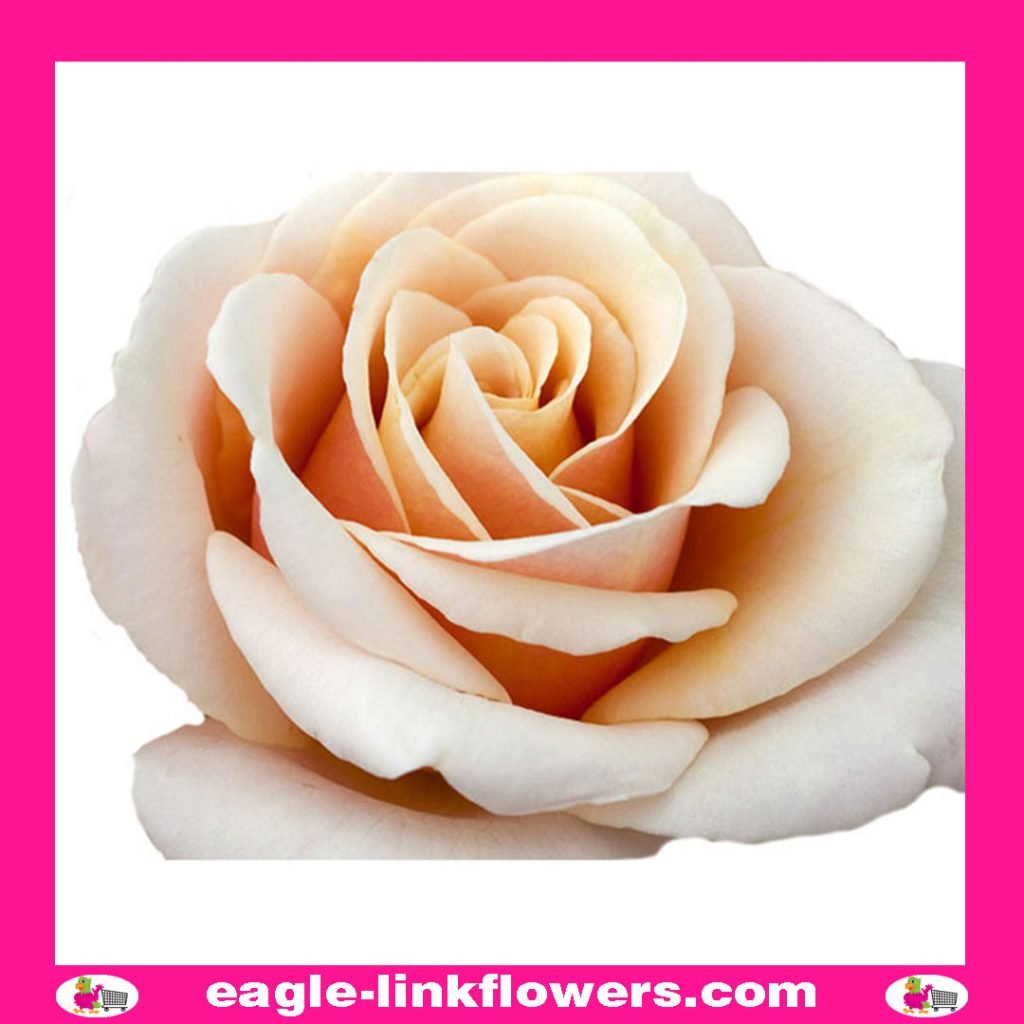 Garden Roses - Eagle-Link Flowers