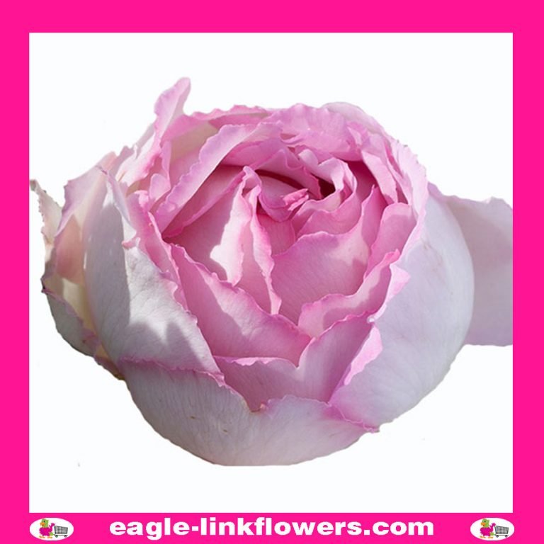 Garden Roses - Eagle-Link Flowers