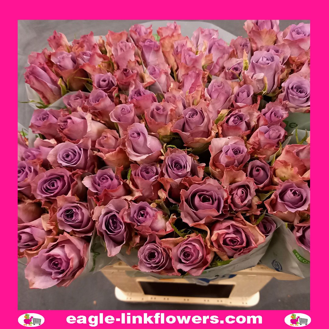 Nightingale - Premium Roses - Eagle-Link Flowers