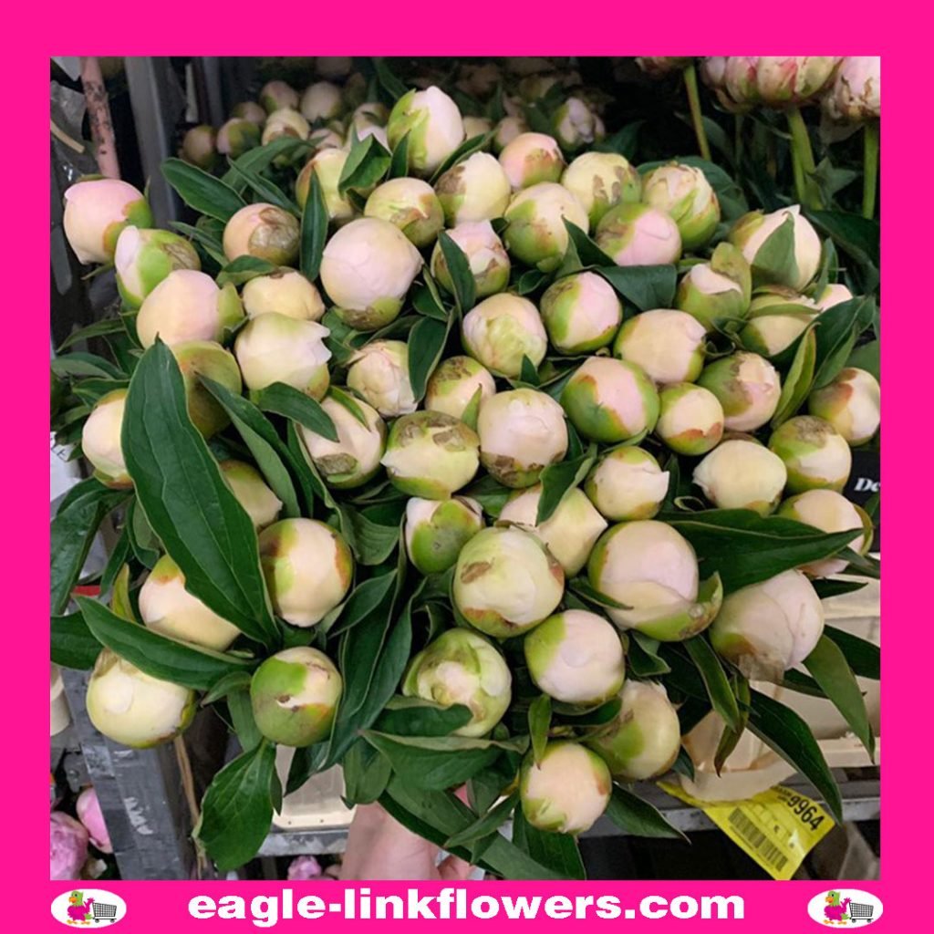 Perfect cloth – Peonies - Eagle-Link Flowers