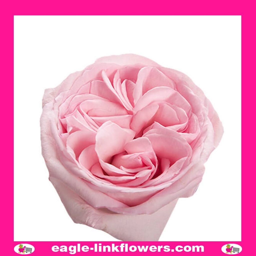 Garden Roses - Eagle-Link Flowers