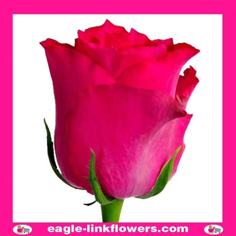Premium Roses - Eagle-Link Flowers