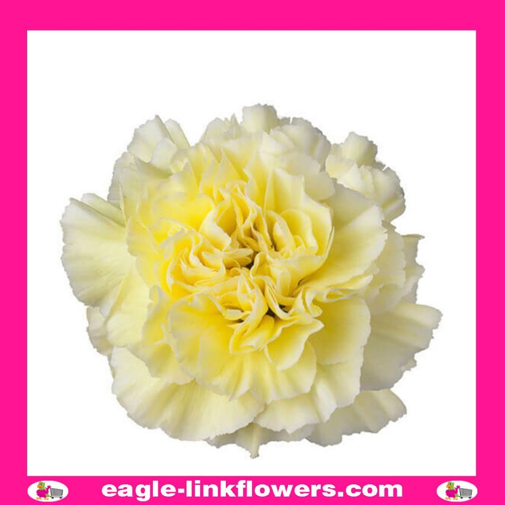 Cream Standard Carnation - Eagle-Link Flowers