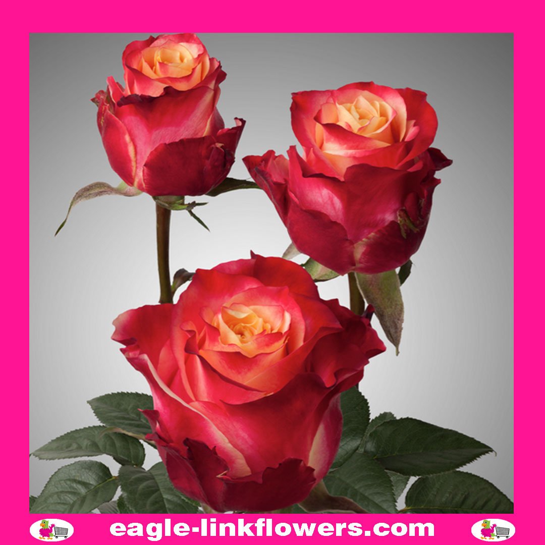 Premium Roses 3D - Premium Roses - Eagle-Link Flowers