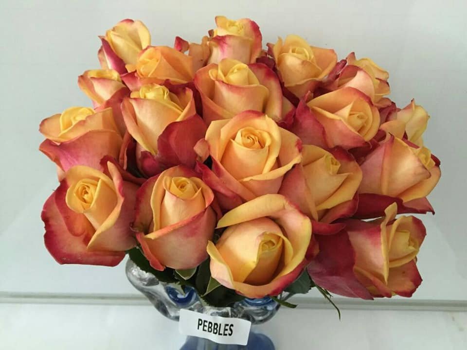 Pebbles - Premium Roses - Eagle-Link Flowers
