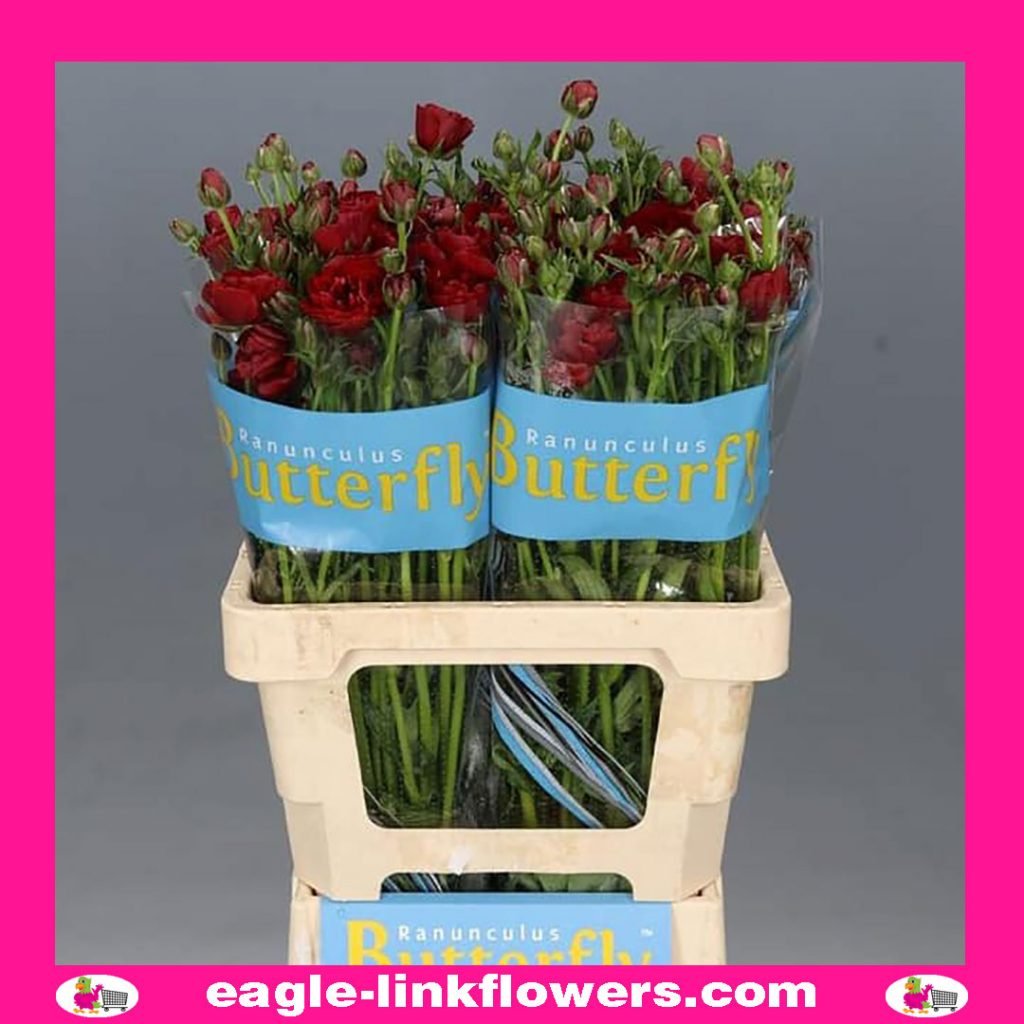 Ranunculus Butterfly Hades - Eagle-Link Flowers
