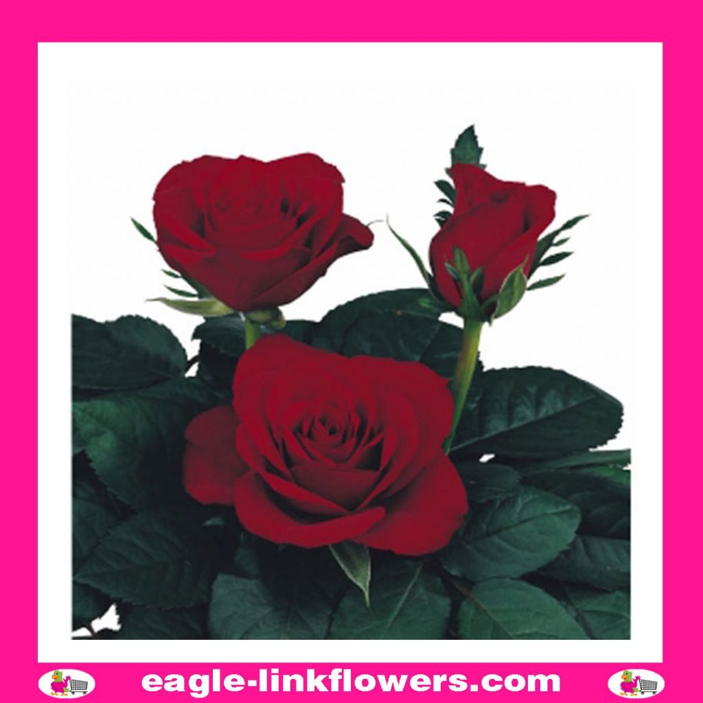 Eagle-Link Flowers Wholesale Flowers & Global Florist Supplier