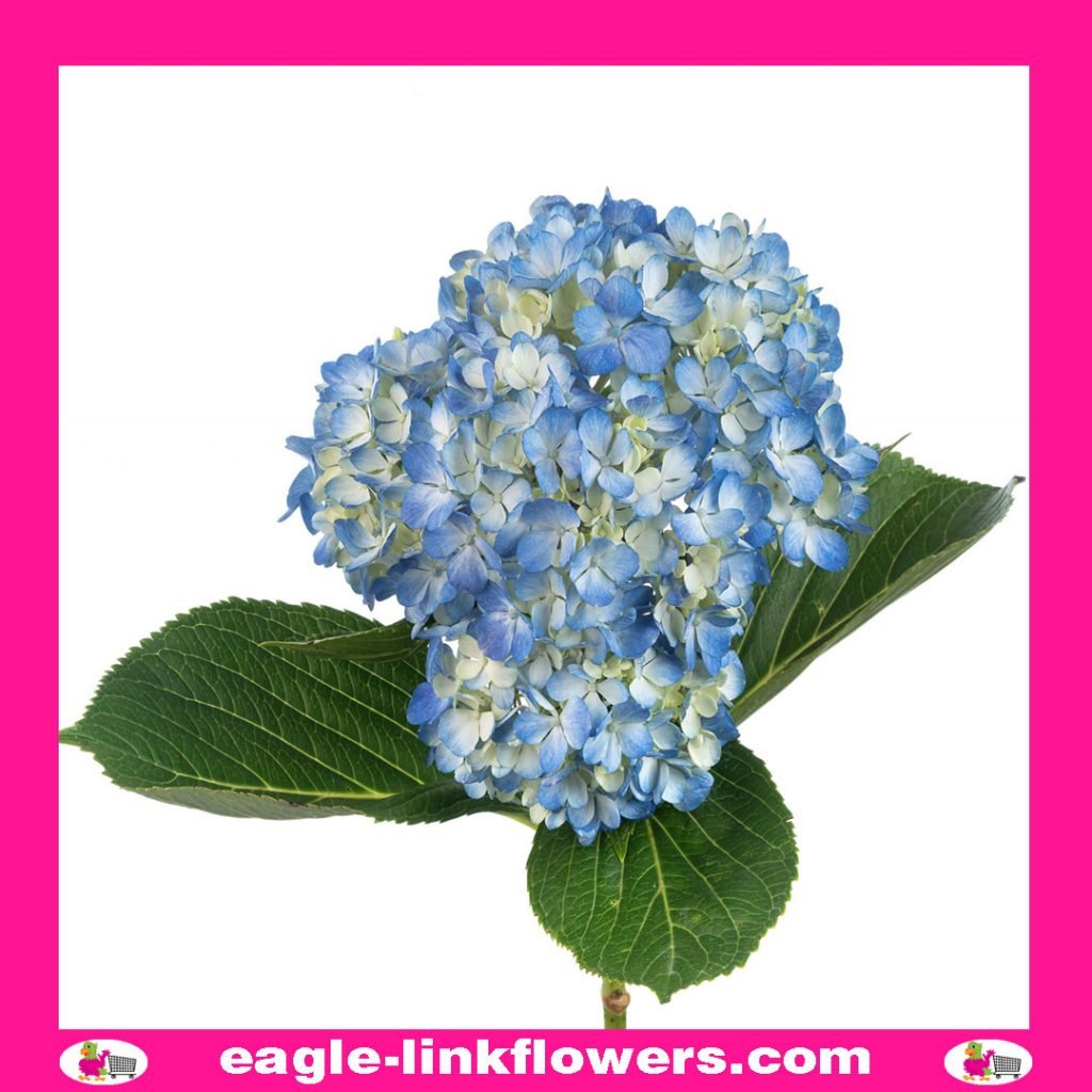 Shocking Blue Hydrangea - Eagle-Link Flowers