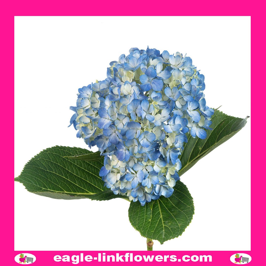 Shocking Blue Hydrangea - Eagle-Link Flowers