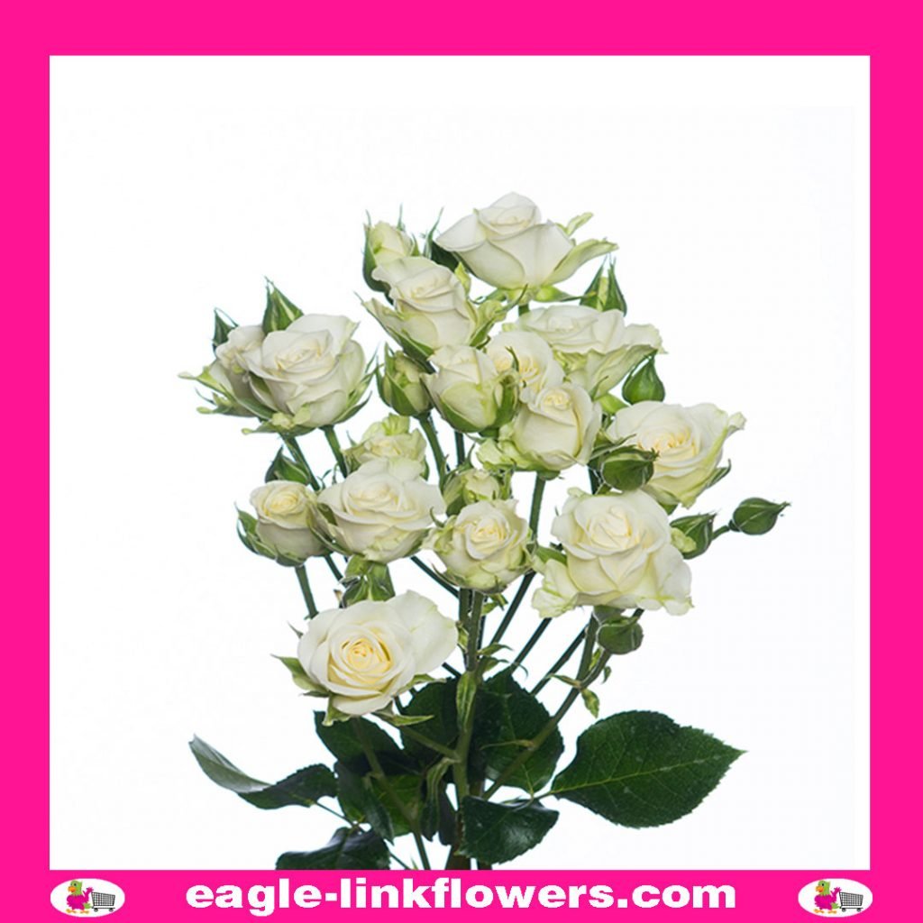 Spray Roses Grown By Smallholder Farmers - Eagle-Link Flowers