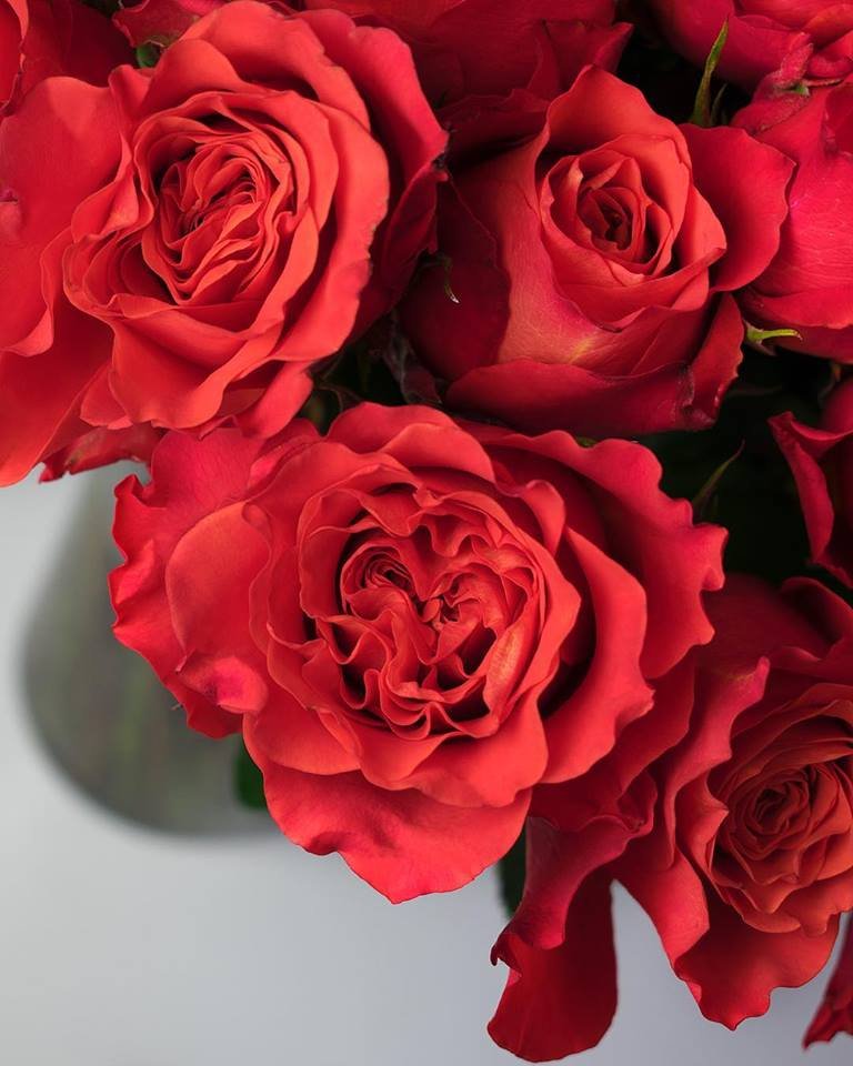 Roses - Eagle-Link Flowers