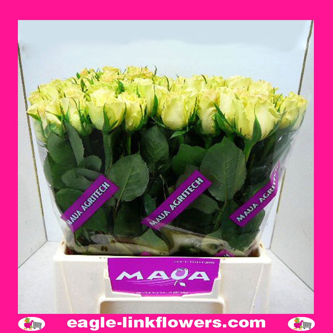 Twin - Supermarket Range Roses - Intermediate Roses - Eagle-Link Flowers