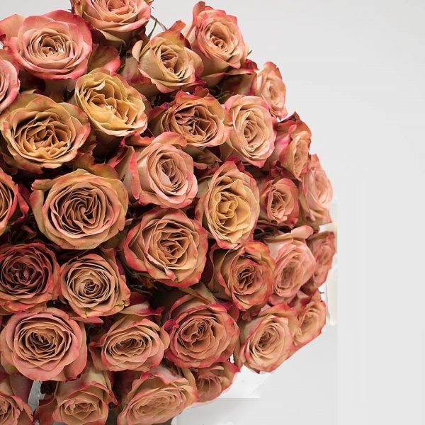 Capuccino - Variety Cappuccino - Premium Roses - Eagle-Link Flowers