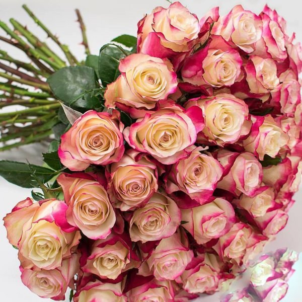 Sweetness - T-Hybrid Roses - Eagle-Link Flowers
