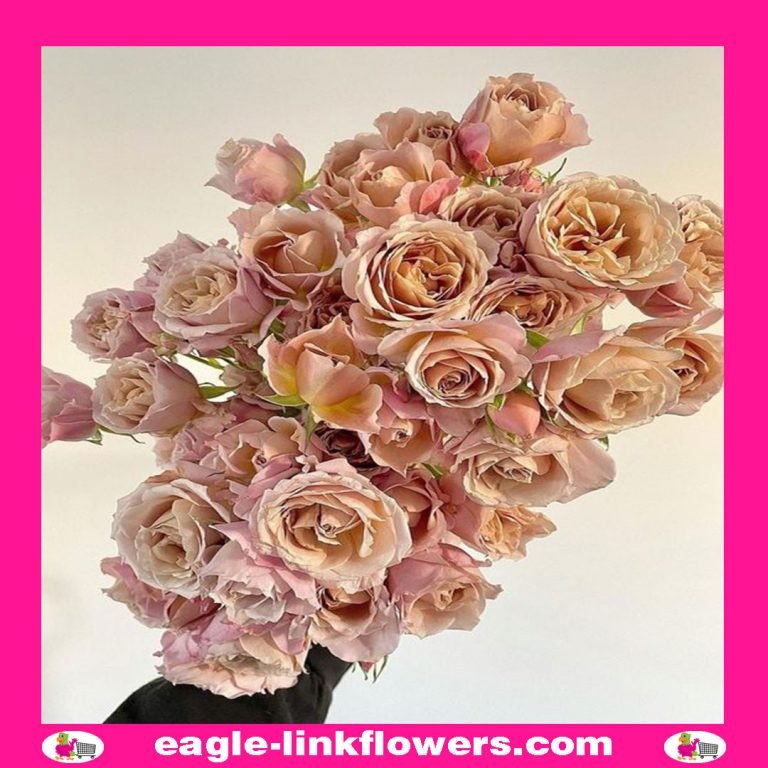 Wabara Tsumugi Garden Roses - Eagle-Link Flowers