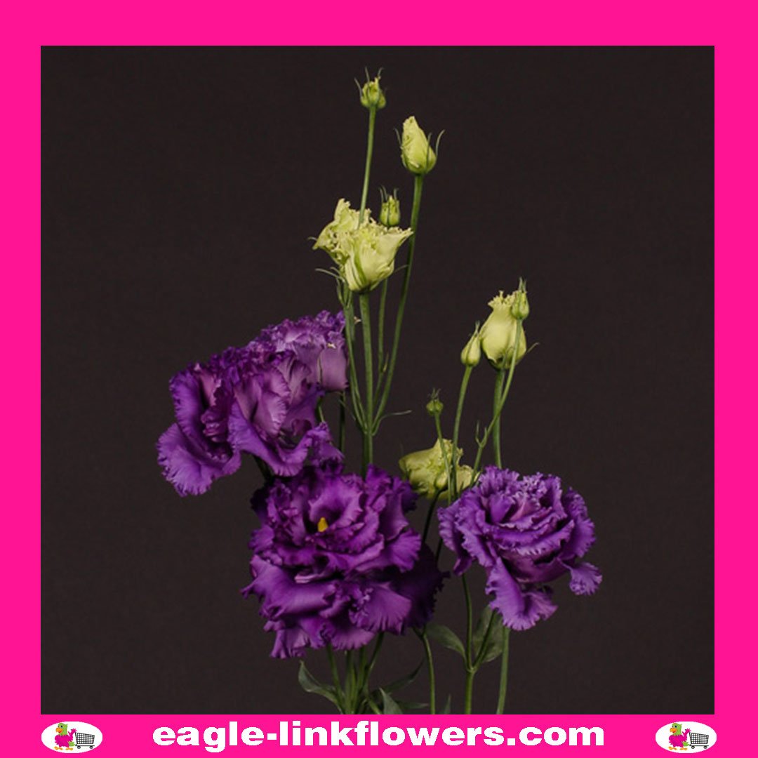 Alissa blue - Eustoma Lisianthus - Eagle-Link Flowers
