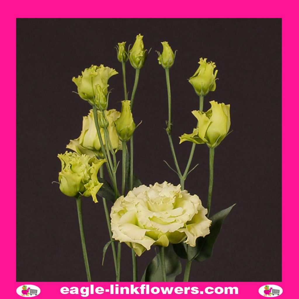 Fresh Cut Flowers - Eagle-Link Flowers