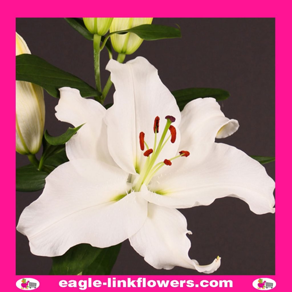 Fresh Cut Flowers - Eagle-Link Flowers