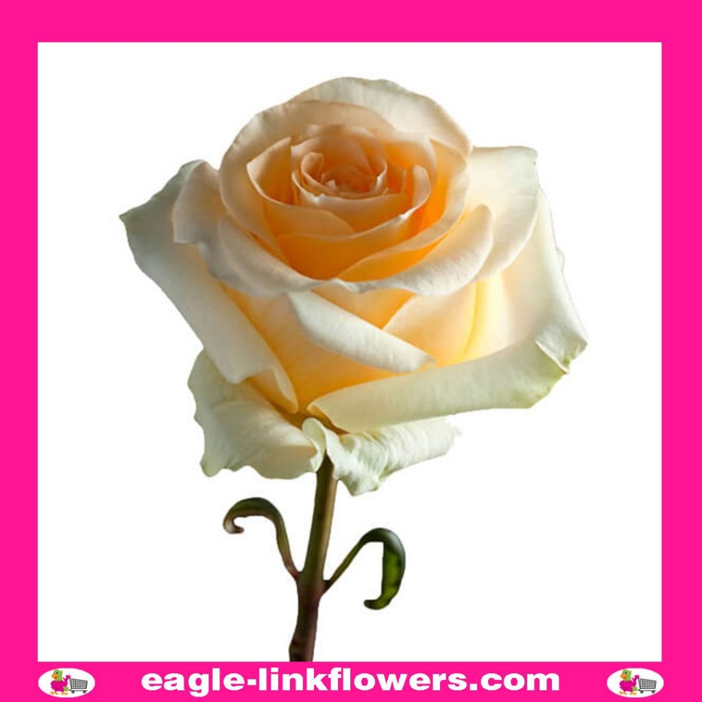 Cream De La Creme - T-Hybrid Roses - Eagle-Link Flowers