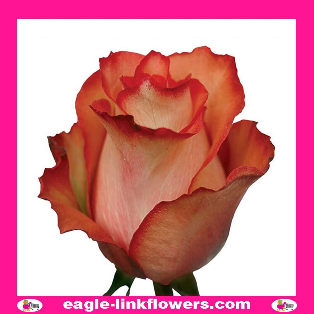 Farfalla - T-Hybrid Roses - Eagle-Link Flowers