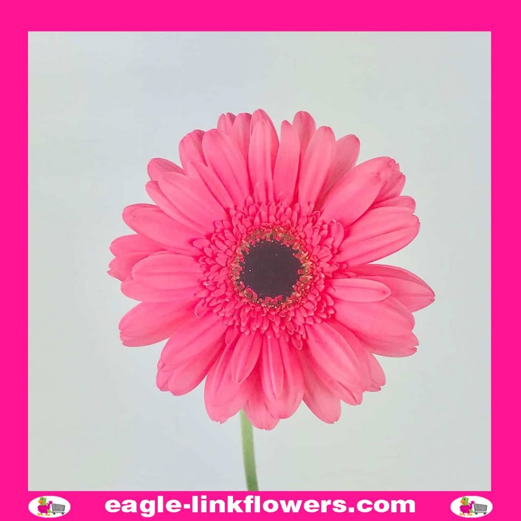Gerbera Daisy Hot pink - Eagle-Link Flowers