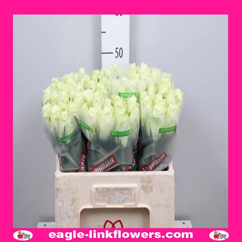 Glacier - Supermarket Range Roses - Intermediate Roses - Eagle-Link Flowers