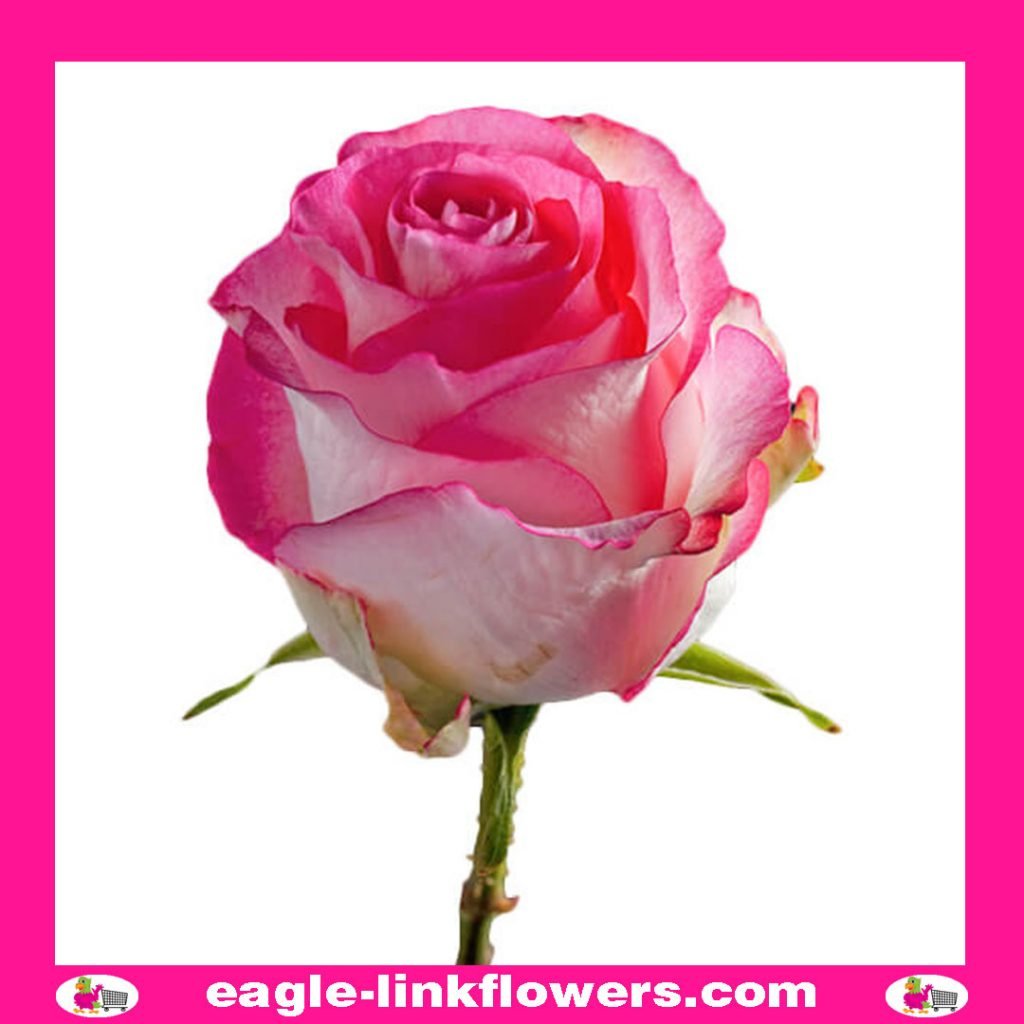 High and Candy - T-Hybrid Roses - Eagle-Link Flowers