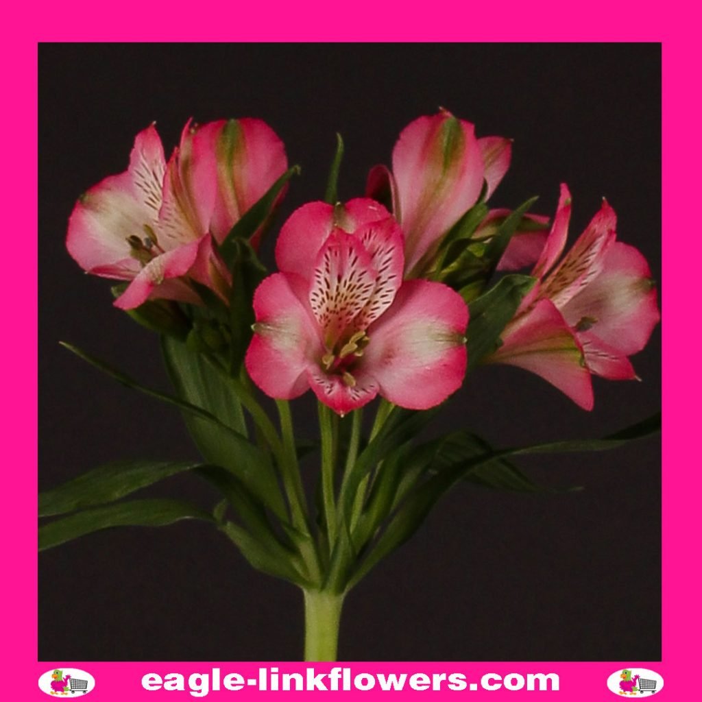 Fresh Cut Flowers - Eagle-Link Flowers
