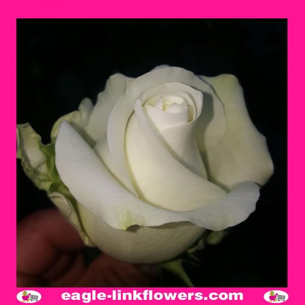 Premium Roses - Eagle-Link Flowers