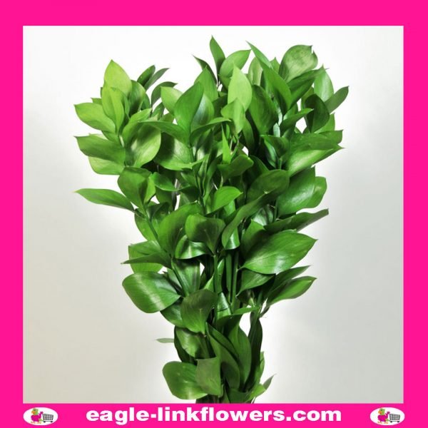 Ruscus Israeli - Fillers and Foliage - Eagle-Link Flowers