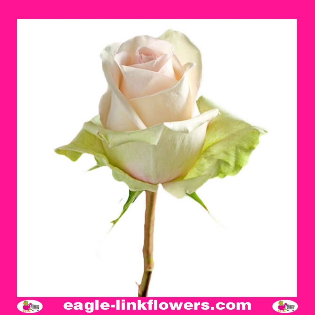 T-Hybrid Roses - Eagle-Link Flowers