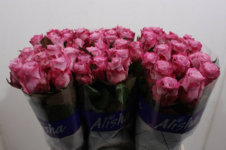 Maritim - Premium Roses - Eagle-Link Flowers